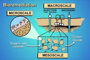 Genevogue Biotechnology: Bioremediation