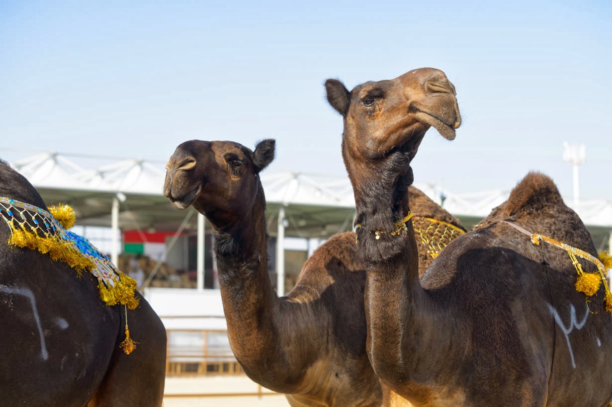 [Gambar] Pertandingan Ratu Cantik Unta - Nora.Liza