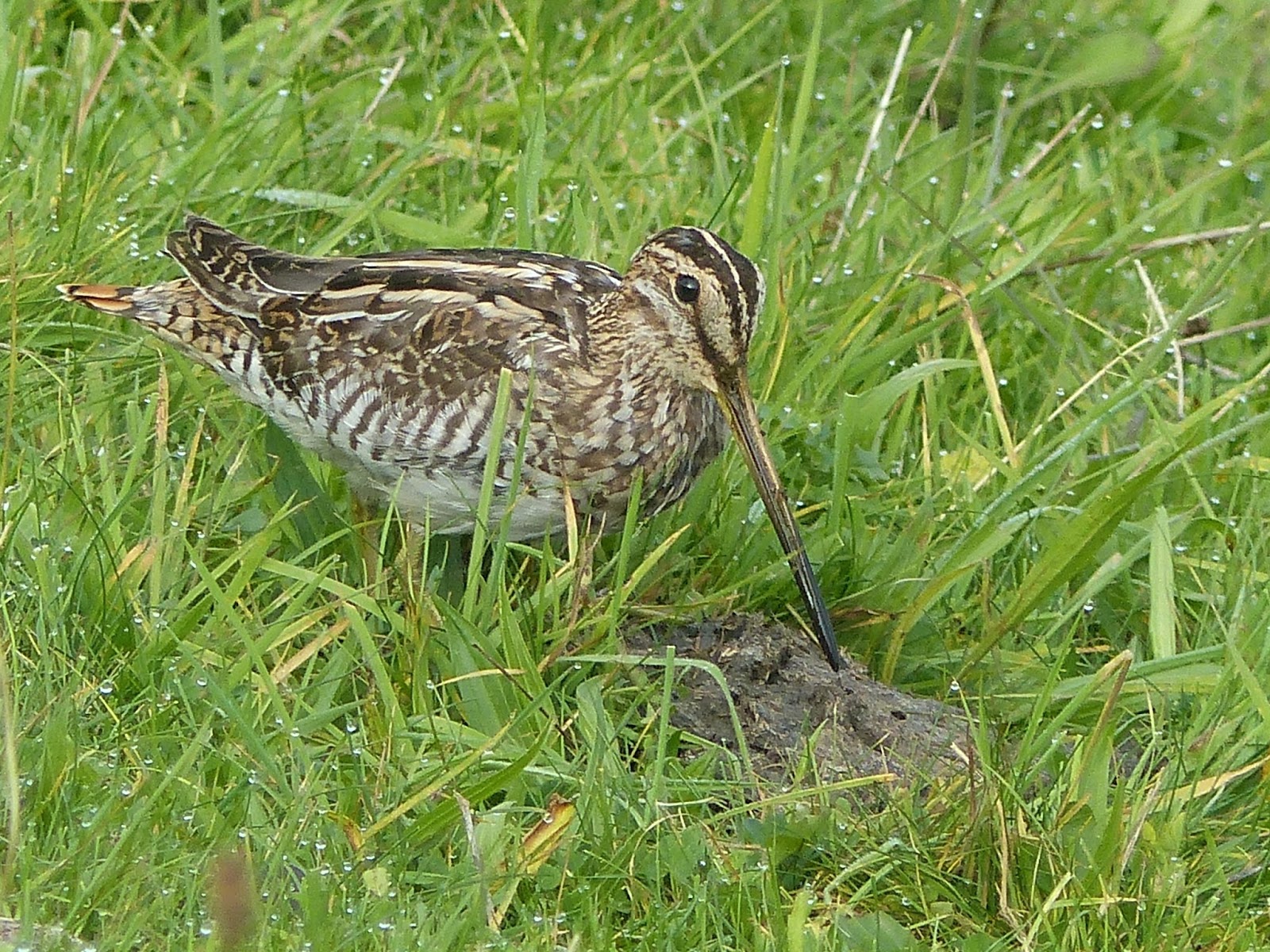 Linacre Blogger: Common and Jack Snipe