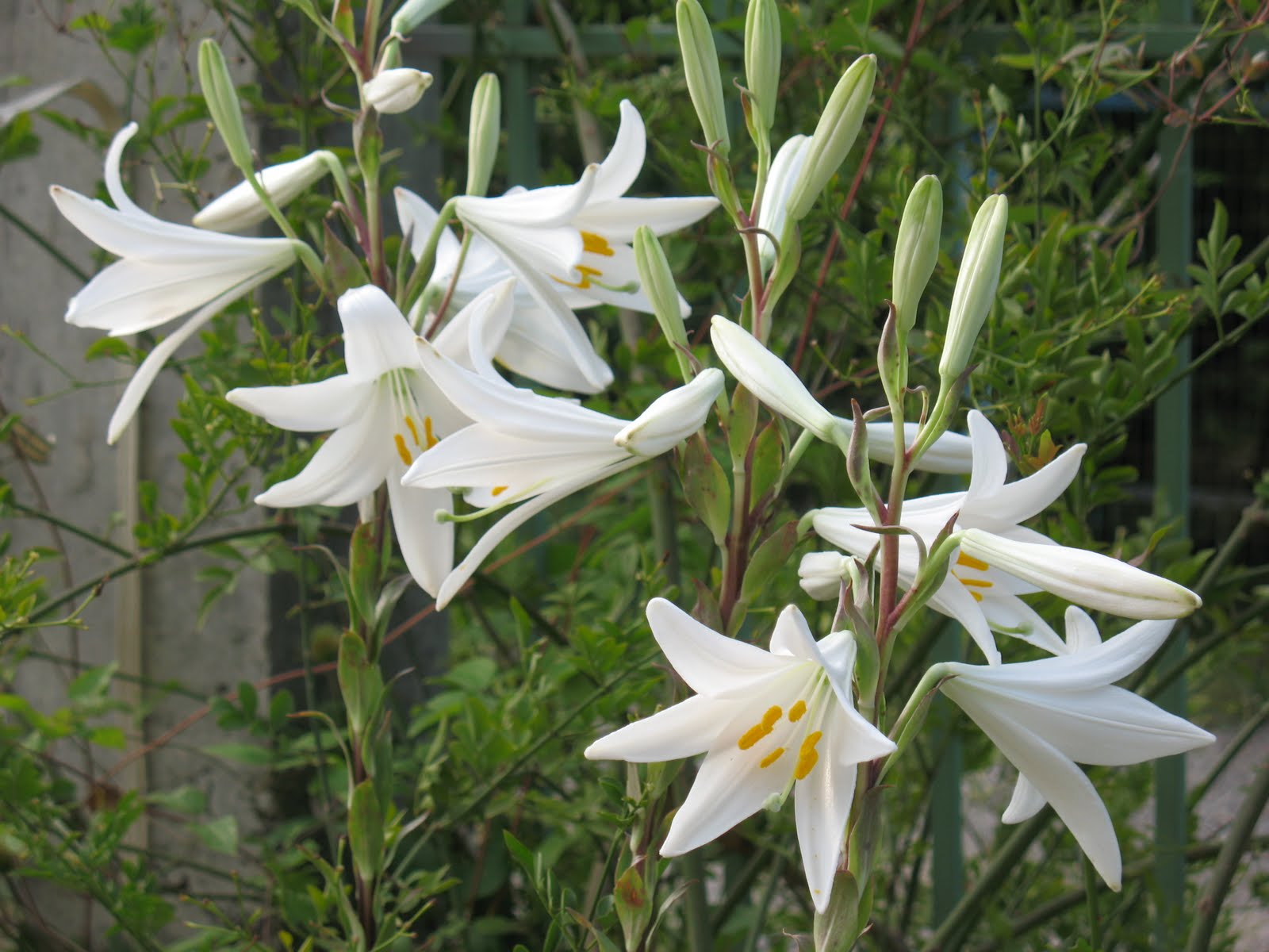 Jurnal de gradina: Flori de vara