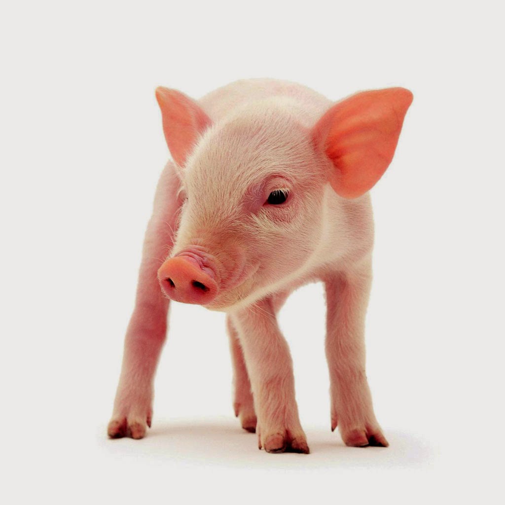 Personality Test: The Pig | Law of Attraction Plus: The Secret revealed!
