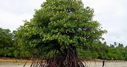 CIRI KHUSUS POHON BAKAU DAN FUNGSINYA LENGKAP