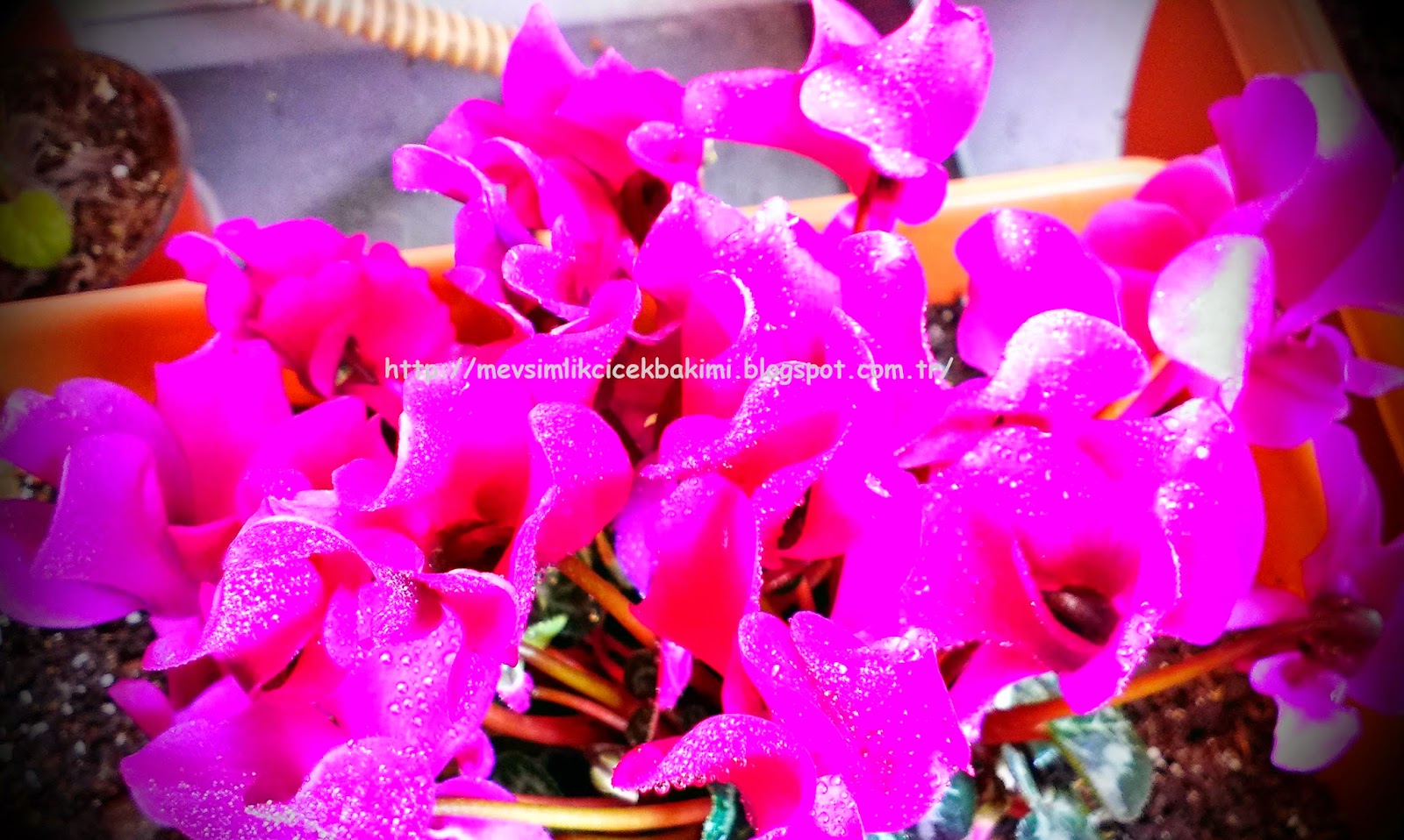 SIKLAMEN (Cyclamen) BAKIMI | Çiçek Bakımı, Çiçek Çeşitleri, Çiçek ...