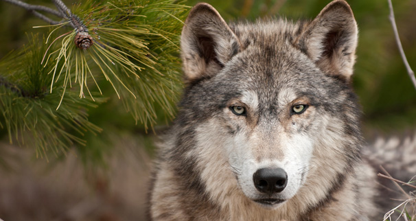 White Wolf : Washington state Senate OKs killing gray wolves to protect ...