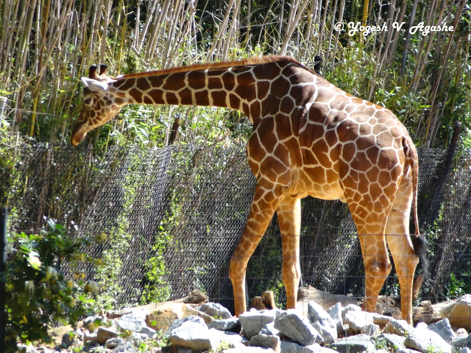 Yogesh V. Agashe Travel Photography: Zoo Atlanta - Animals