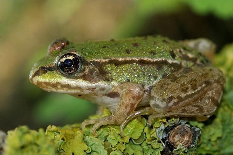 Anura Sea Creature - Natural Beauty