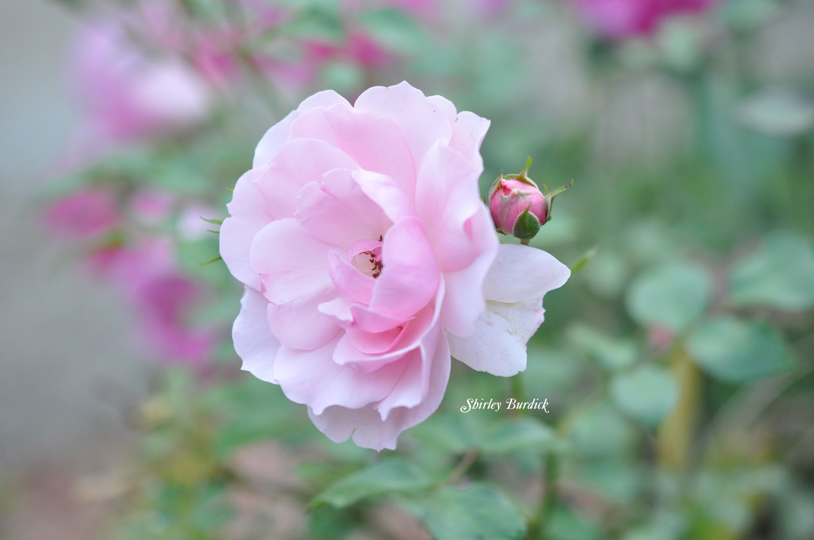 Sweet Romantic Notions: Knock-Out Roses and Lavender