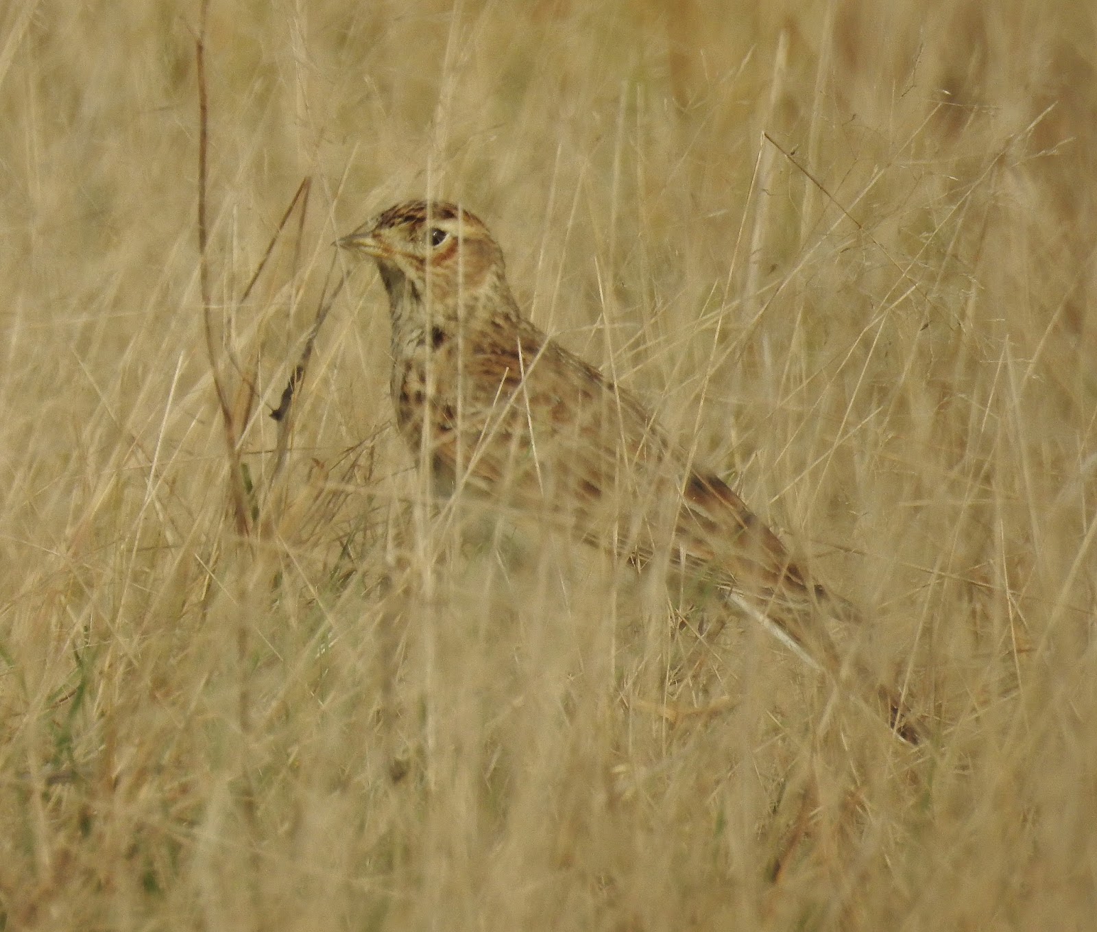 About a Brook: Ifton Meadow