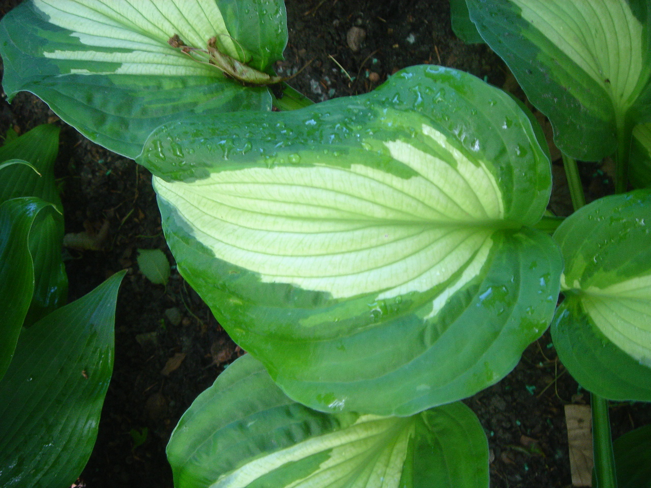 PPP Hostahave: Dagens Hosta Elizabeth Campbell