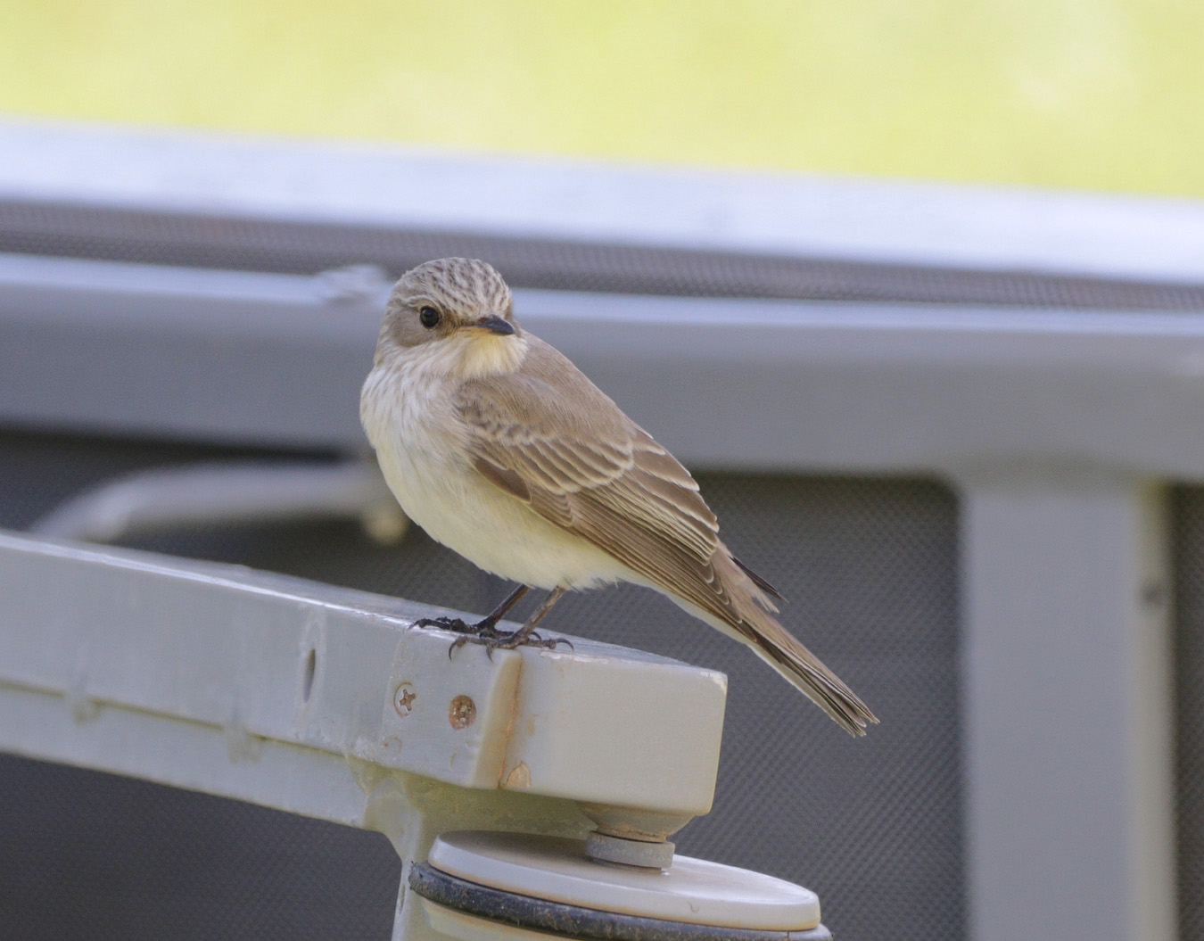 Another Bird Blog: Do The Splits