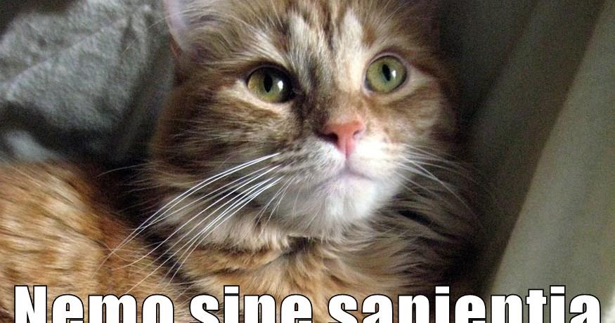 Go Proverbs! Proverb Laboratory: Latin LOLCat: Nemo nisi sapiens