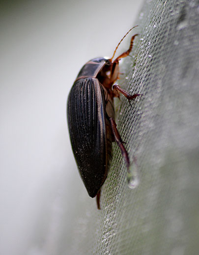 Autuas olo: Torakka?