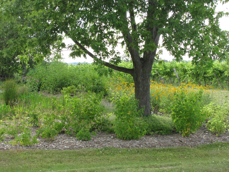 Restoring The Landscape With Native Plants: Design and Construction of ...