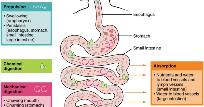 Digestive System Health Care: Absorbtion Process
