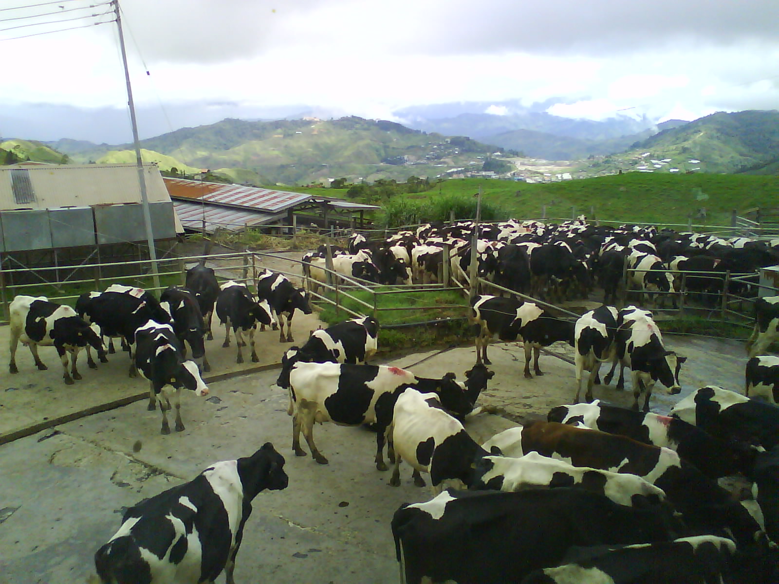 D'Siringwalai: Ladang Ternakan Lembu Masilau