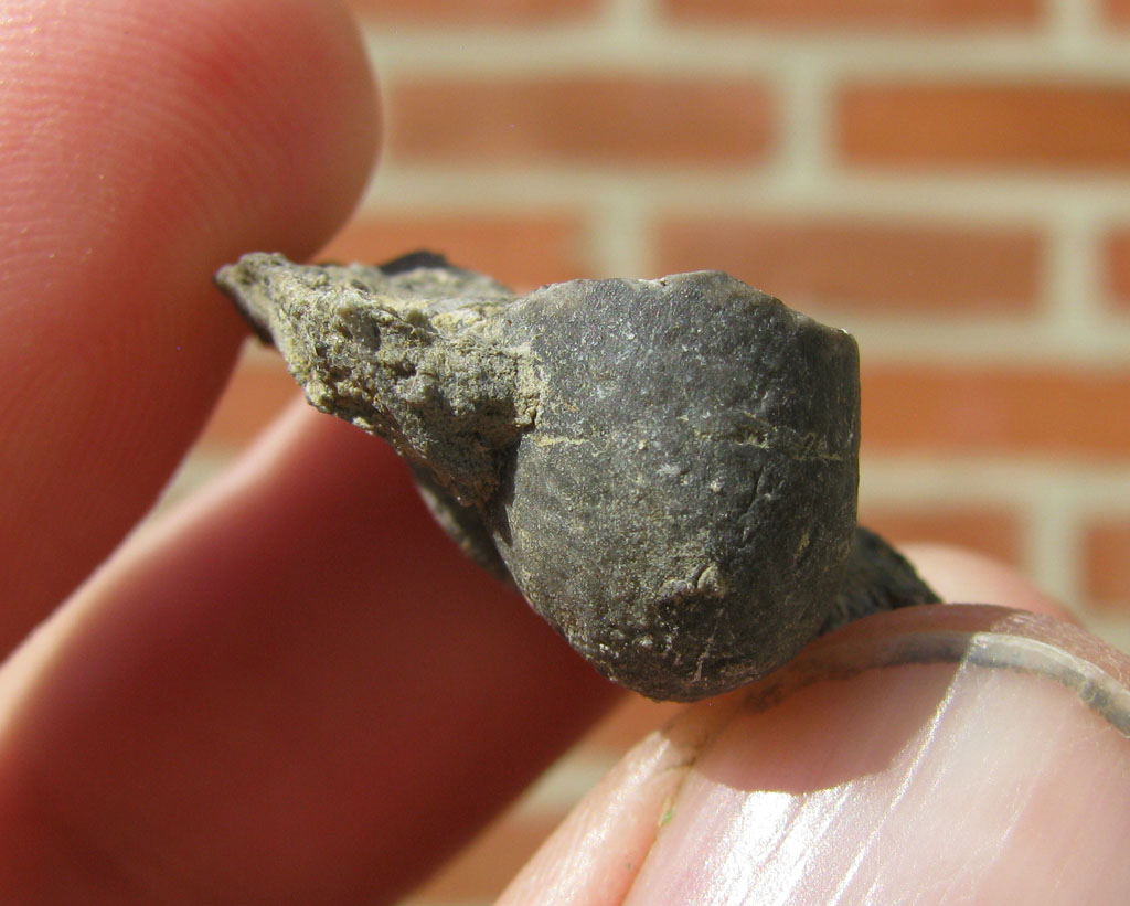 Views of the Mahantango: Edriocrinus policiformis crinoid "cup" from ...