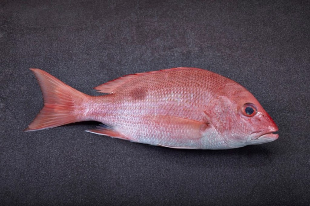 Red Snapper Fish, Red Snapper Fish Wholesale, Red Snapper Nutrition ...