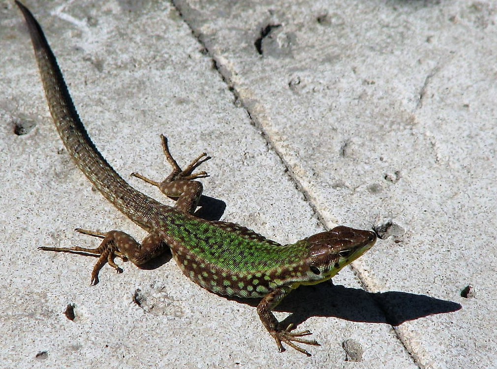 Dun Giljan's Blog: Malta's flora and fauna