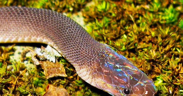 Laoconnection.com: Newly Discovered Snake and Gecko in Laos