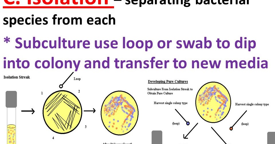 Macam-Macam Metode Isolasi Bakteri - awalilmu.com
