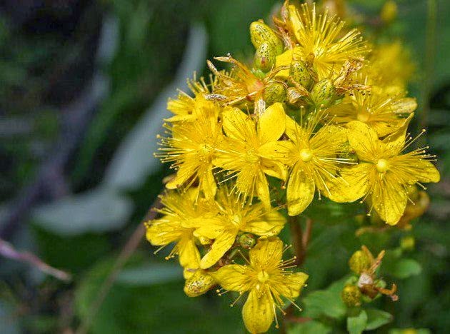 Jonnipunn: Naistepuna