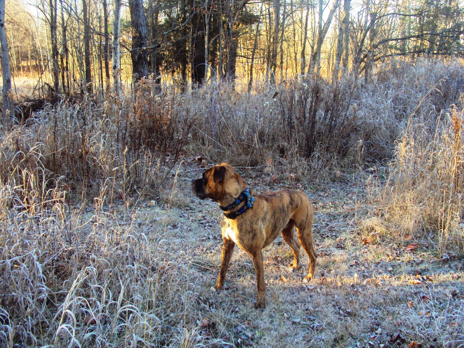 TYPES OF AGGRESSION IN DOGS & HOW TO AVOID CREATING IT