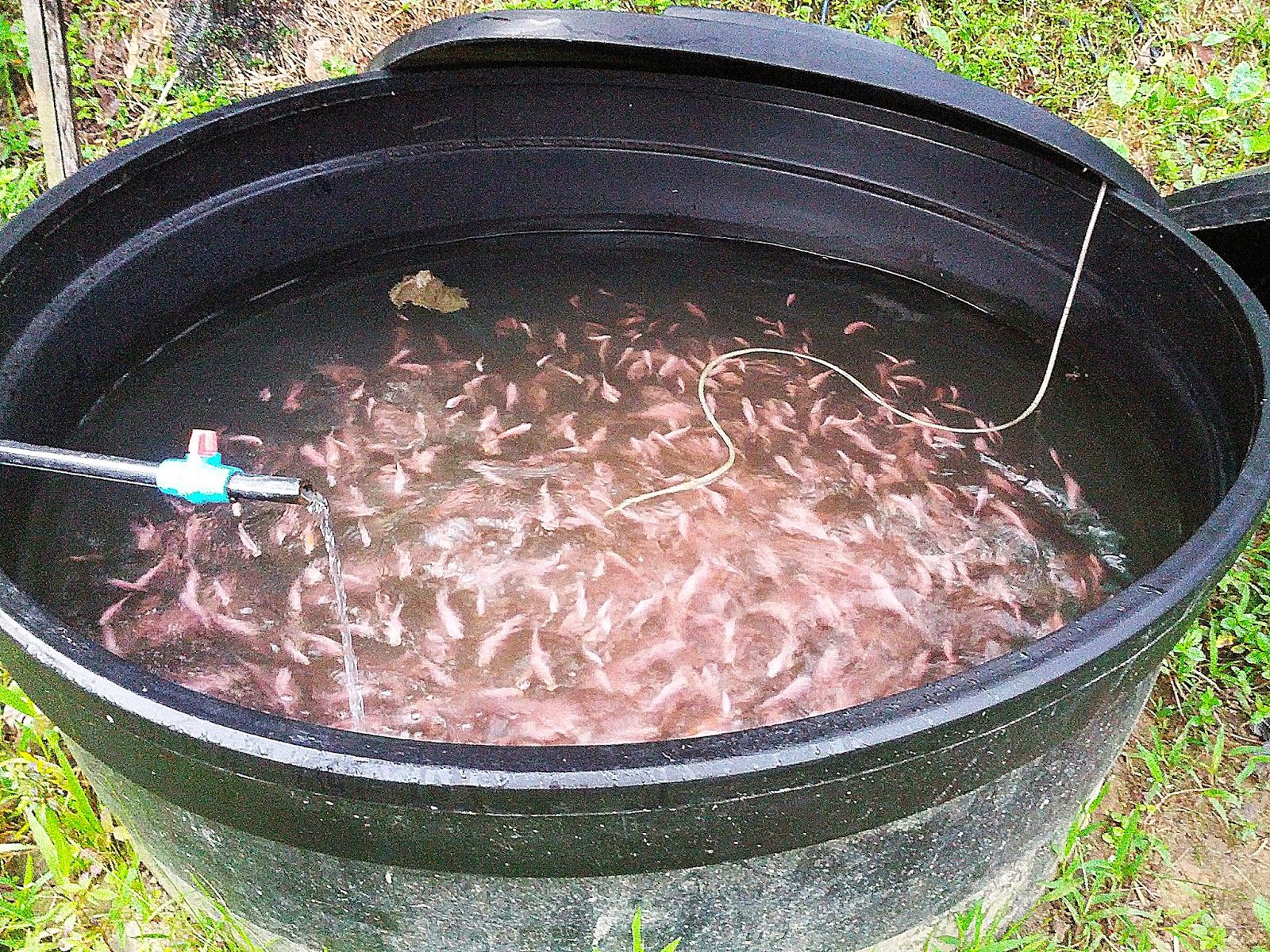 Benih Ikan Air Tawar Berkualiti: Benih Ikan Tilapia Merah