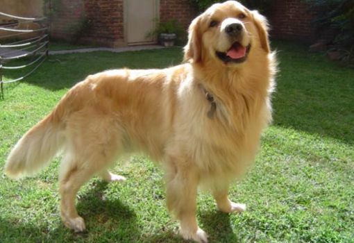 Perros de razas - Imagui