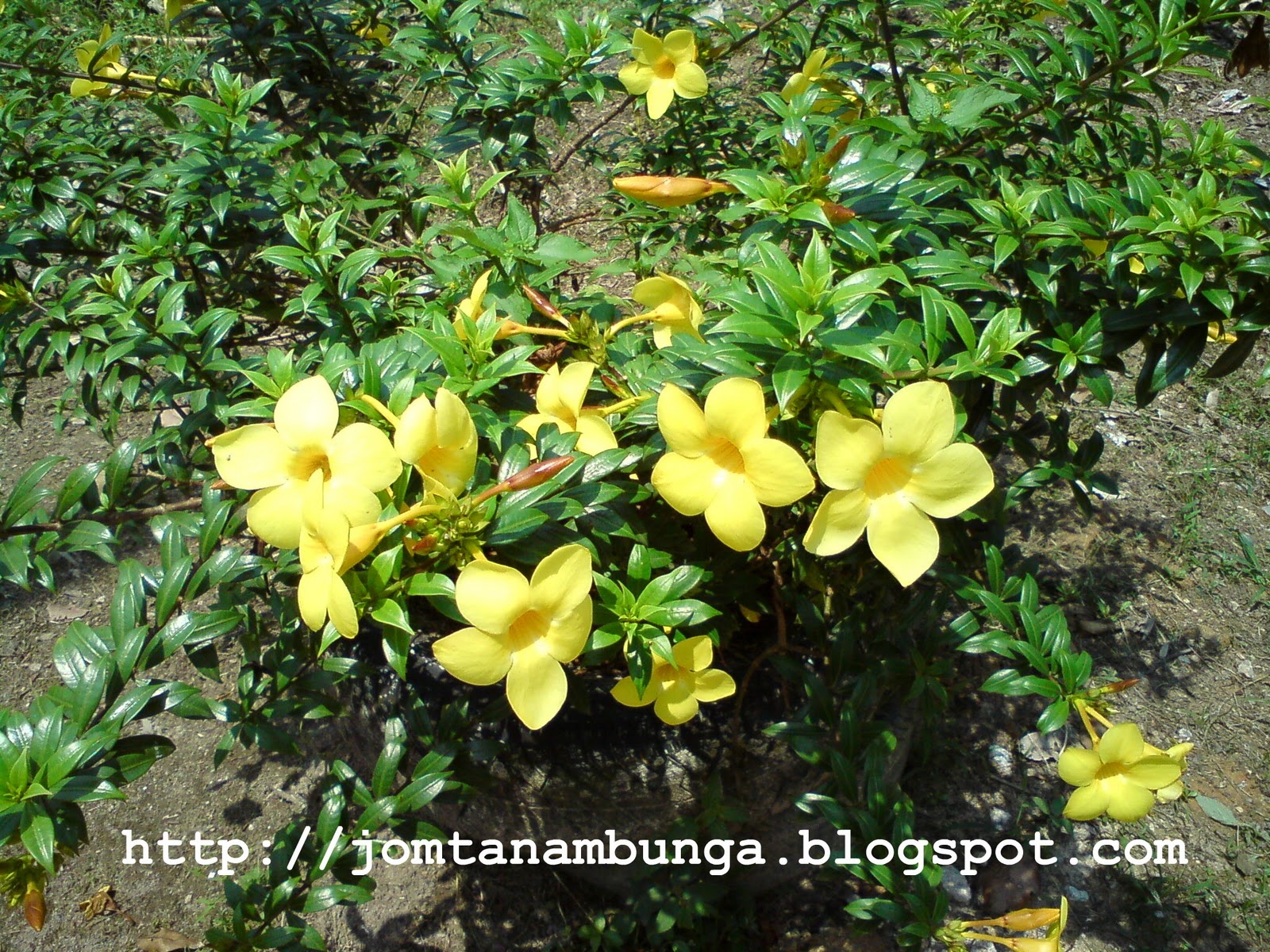 Jom Tanam Bunga: Album Bunga