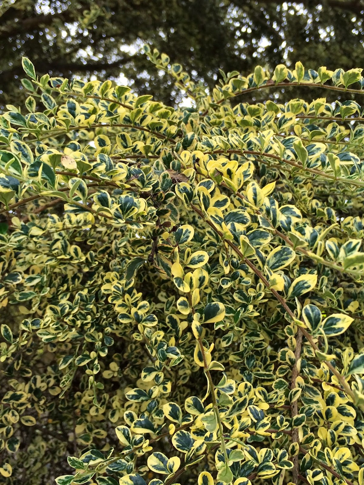 Trees of Santa Cruz County: Azara microphylla 'Variegata' - Variegated ...