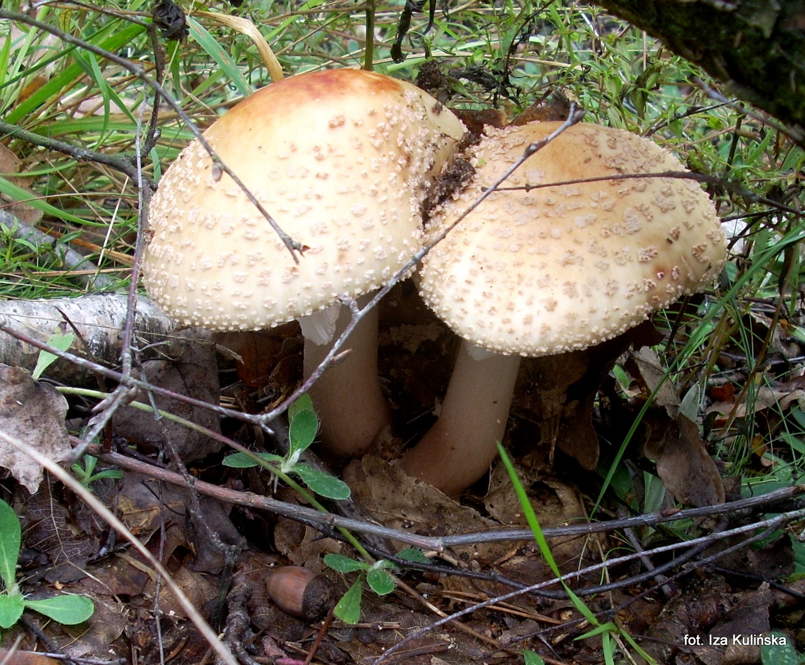 Smaczna Pyza - Sprawdzone przepisy kulinarne: Muchomor czerwieniejący