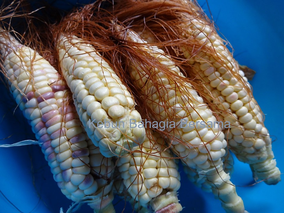 Kebun Bahagia Bersama: Jagung Pulut Bakar