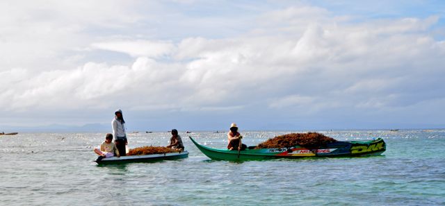 In Pinay's "Ciudad": LAYAG-LAYAG YELLOW BOAT VILLAGE: SEAWEEDS @ ZC ...