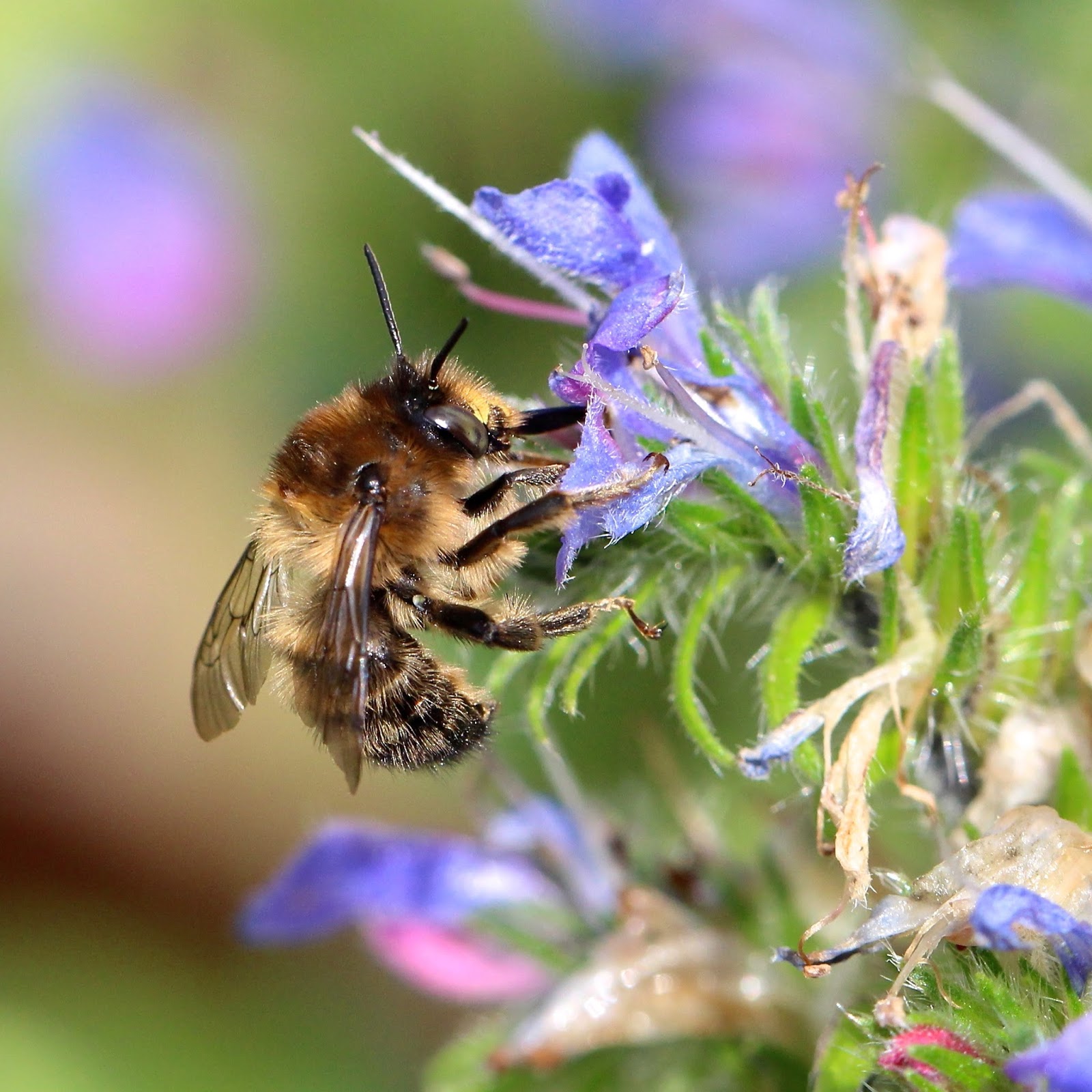 TrogTrogBlog: Bee of the week - Fork-tailed flower bee