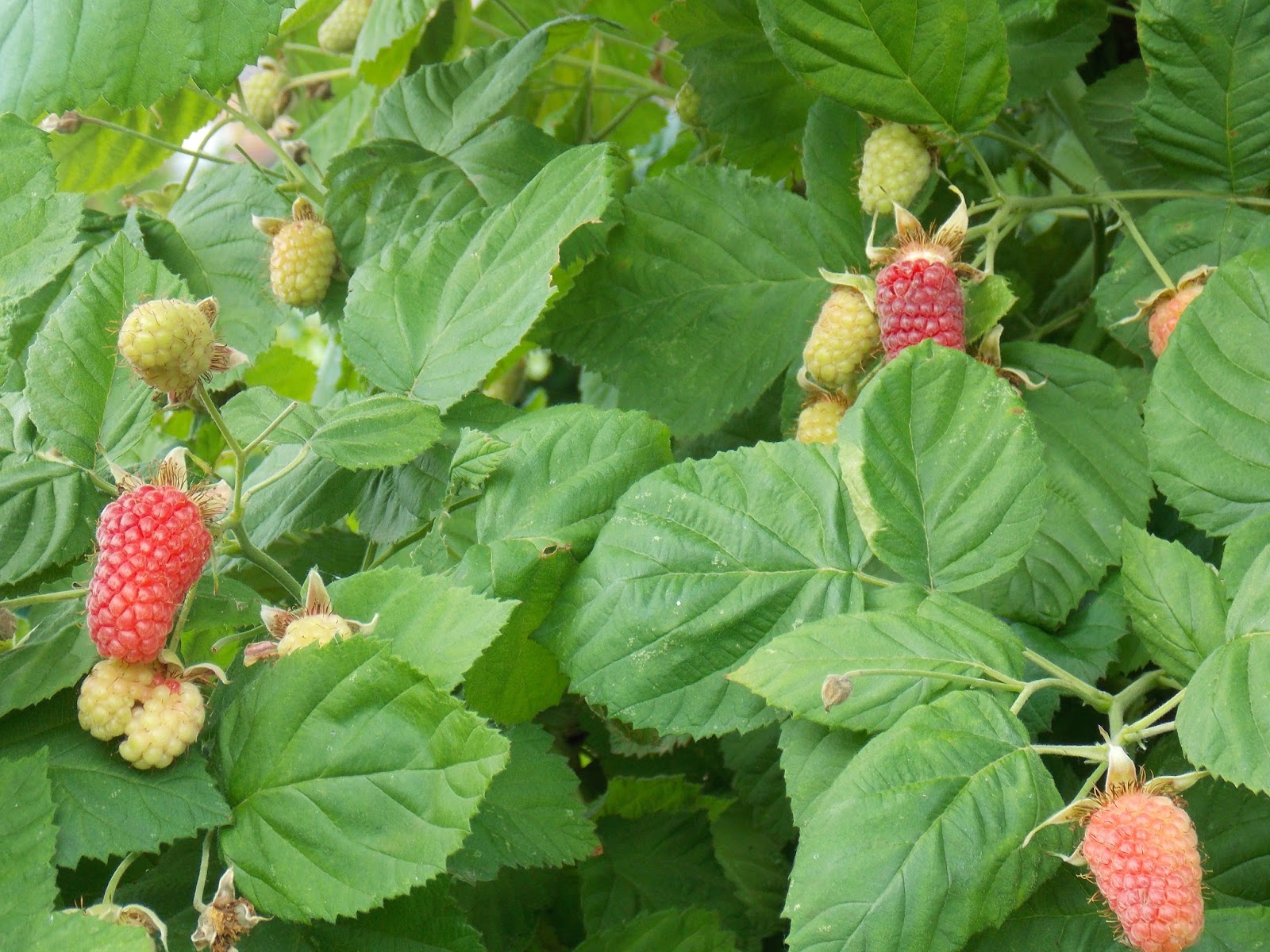 En pleine cueillette des fruits rouges