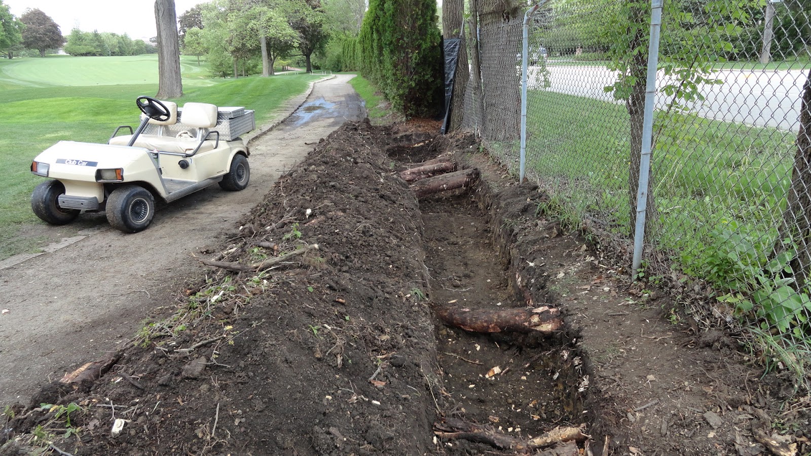 Last Set Of Arborvitaes Planted | Naperville Country Club Green Department