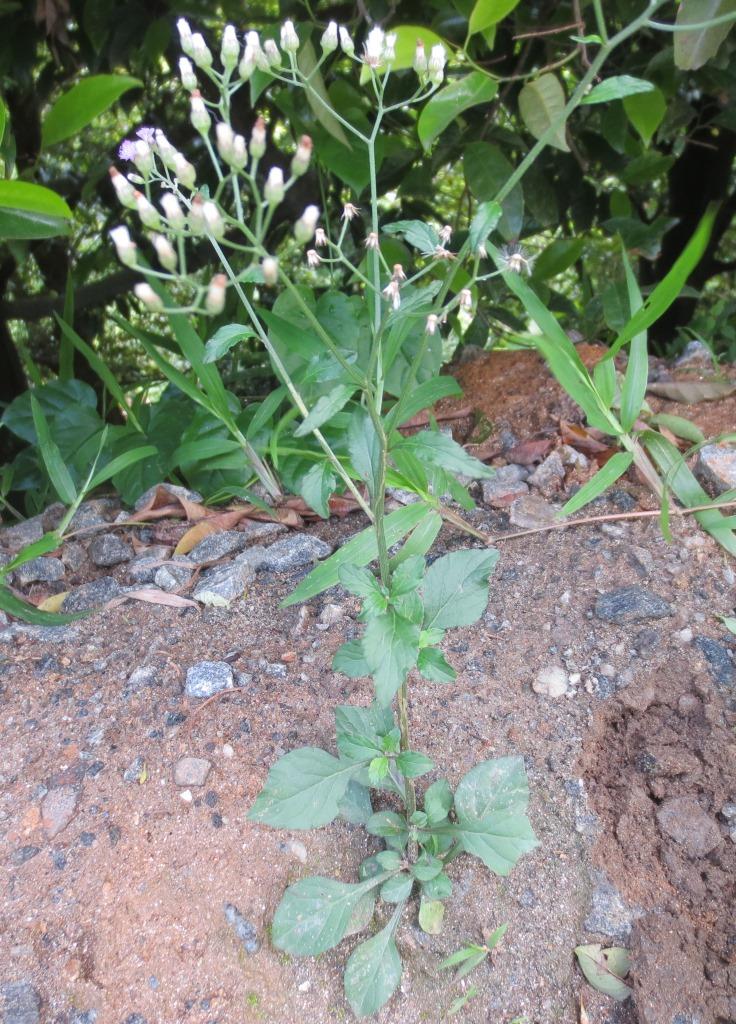 මොණරකුඩුම්බිය [Monarakudumbiya] (Vernonia cinerea) ~ අපේ ඔසුපැළ ...