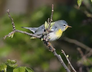 See What I See: Ocean City NJ wildlife -small birds