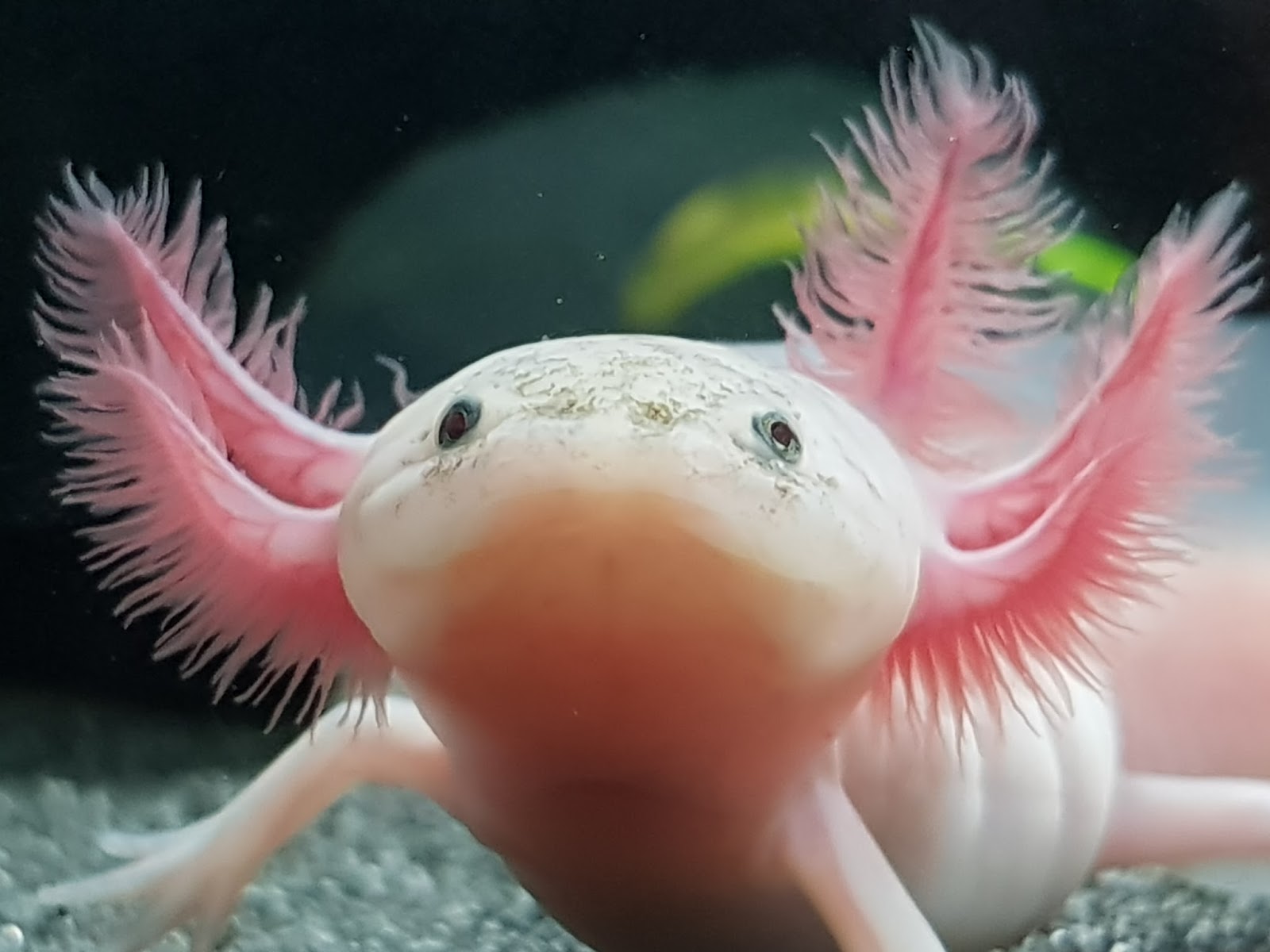 6 Exotic Pets yang banyak dijual