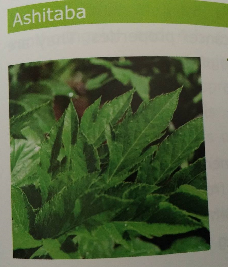 Nutritional Immunology Superfood: Ashitaba