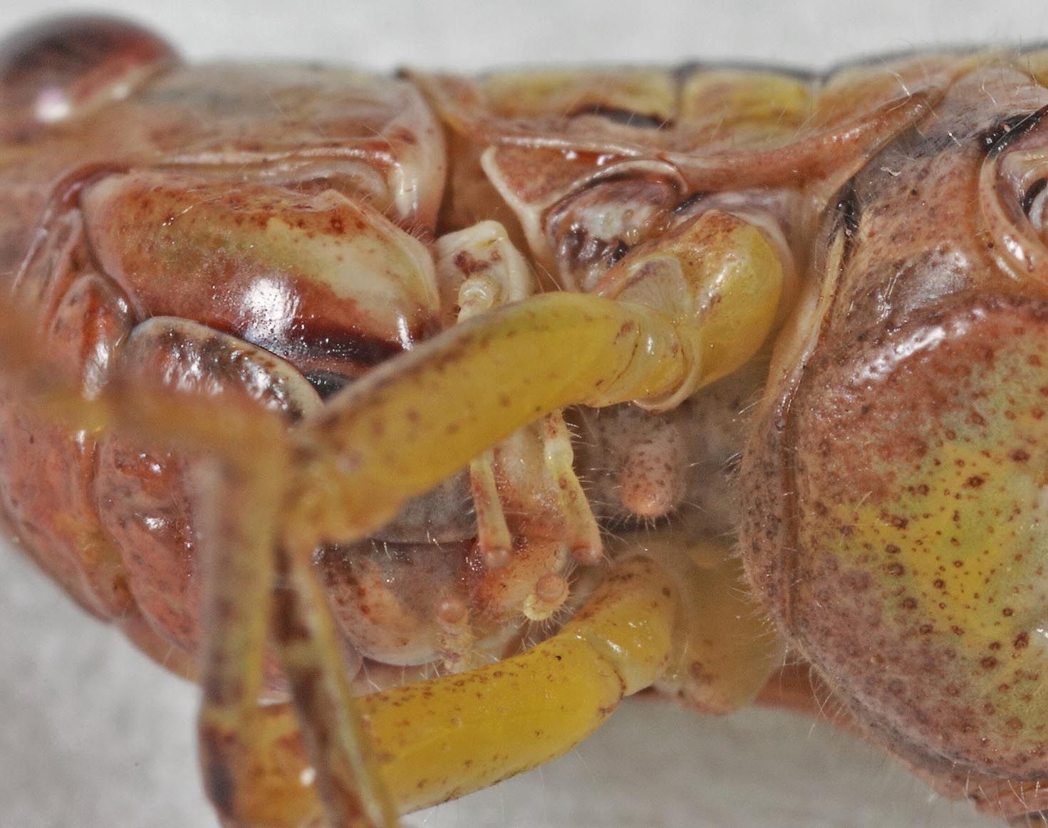 BunyipCo: April 2013