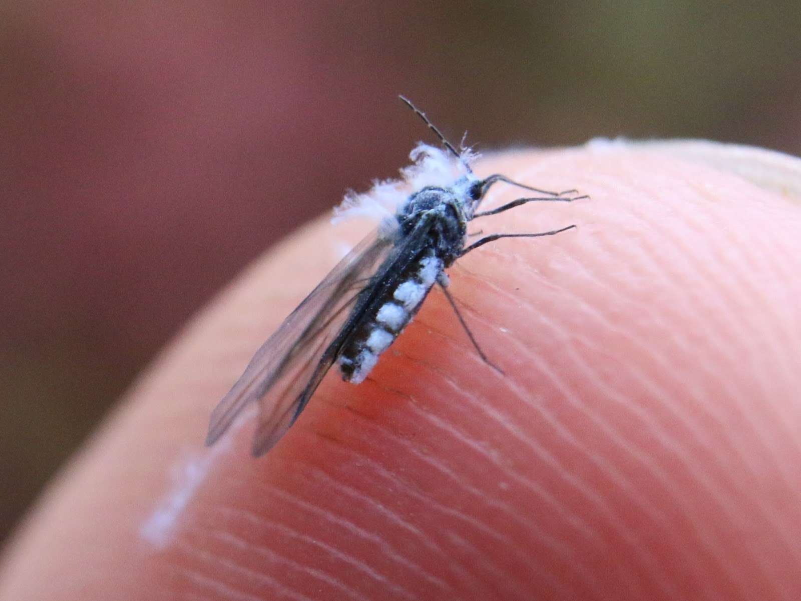 Insectes d'Alsace: Phyllaphis fagi - Puceron laineux du hêtre