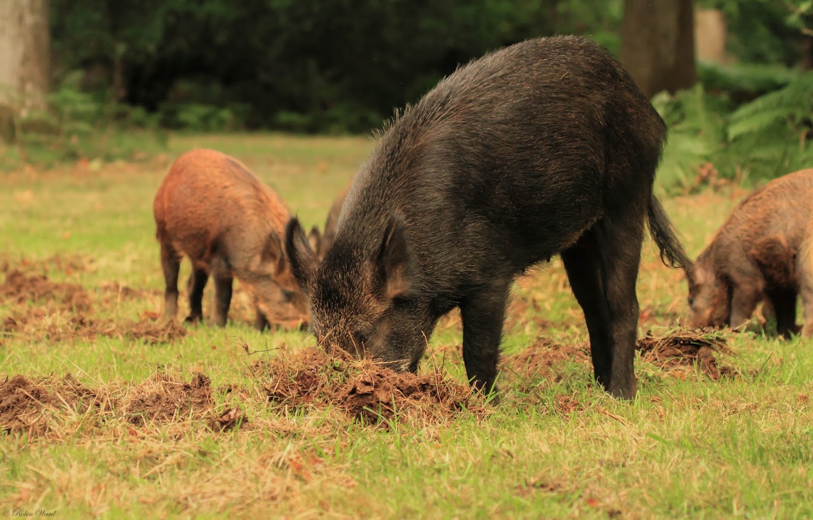 Forest of Dean Wildlife & Nature Diary: September 2013