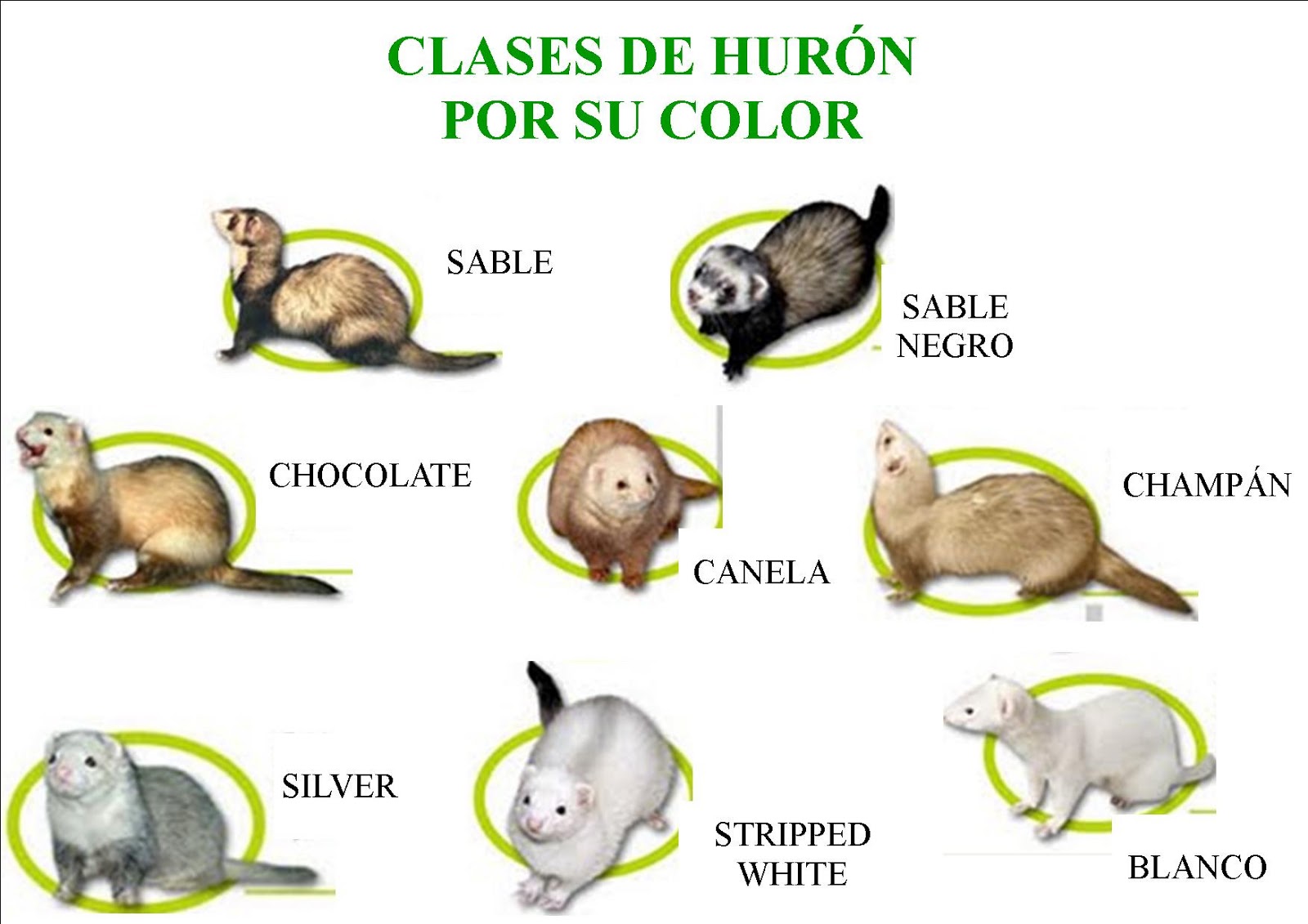 PAJARERIA-SEMILLERIA TU MASCOTA: HURONES