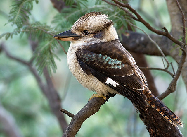 Kookaburra [Dacelo] Facts | Animals Name A To Z