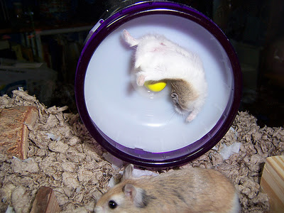 Living on Love and Leftovers: When the hamster jumps off the wheel ...