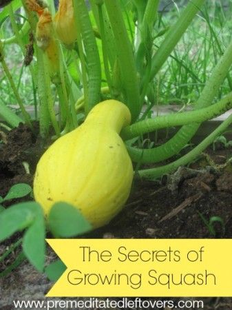 G 4 Gardening: How to Grow Squash