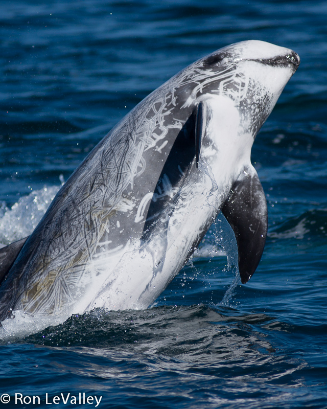 Mendonoma Sightings: Risso's Dolphins, the dolphin with the rounded ...