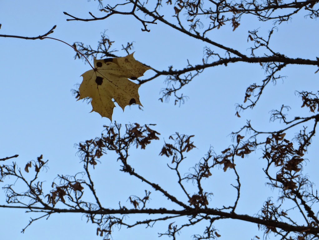 PAPPILAN ELÄMÄÄ: Vaahtera