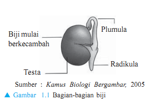 BIMA ANDI KURNIAWAN: EPIGEAL DAN HIPOGEAL